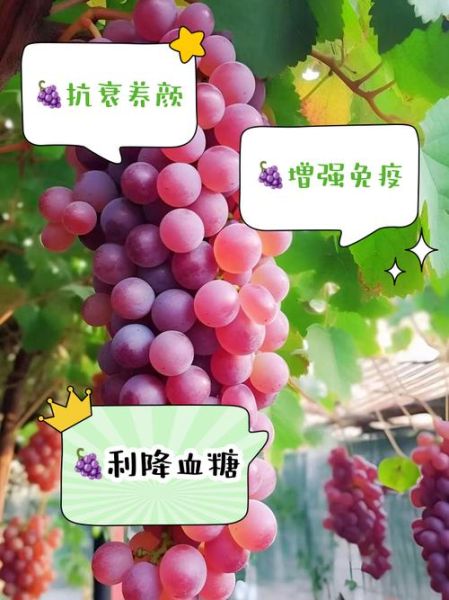 葡萄热量高会增肥吗_减肥期间能吃葡萄吗-第1张图片-山城妙识