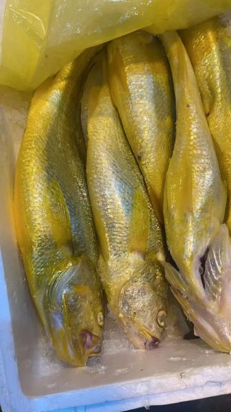 650斤大黄鱼是真的吗_渔民钓大黄鱼技巧-第1张图片-山城妙识