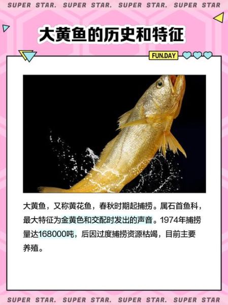 650斤大黄鱼是真的吗_渔民钓大黄鱼技巧-第2张图片-山城妙识