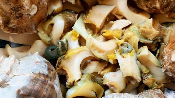 海螺开锅煮几分钟能熟_海螺煮多久才不老-第1张图片-山城妙识 海螺开锅煮几分钟能熟_海螺煮多久才不老-第1张图片-山城妙识