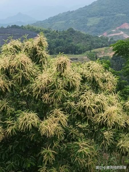 板栗树长什么样_板栗树图片和特征-第1张图片-山城妙识