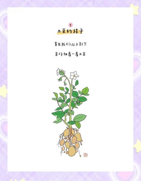 土豆聊天是干嘛的_土豆聊天有什么功能-第1张图片-山城妙识 土豆聊天是干嘛的_土豆聊天有什么功能-第1张图片-山城妙识