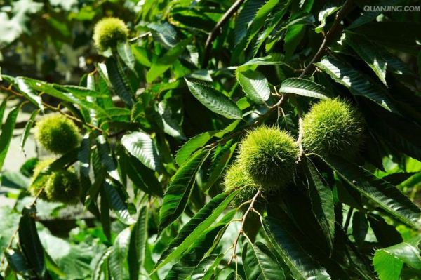 板栗树长什么样_板栗树图片和特征-第2张图片-山城妙识