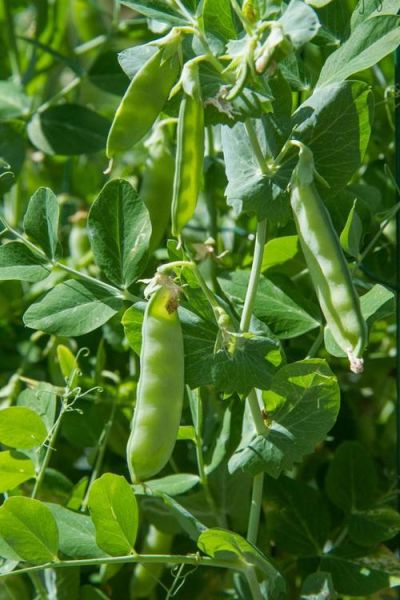 豌豆图片大全集_豌豆长什么样-第1张图片-山城妙识