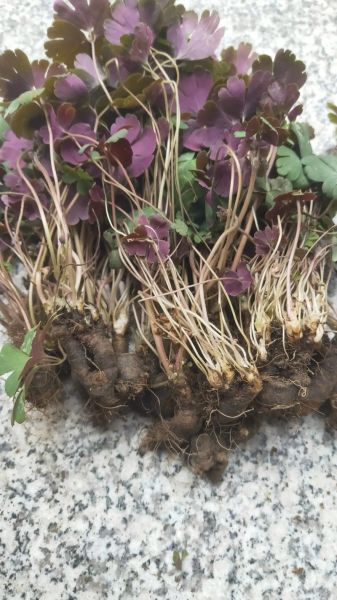 紫背天葵晒干后有什么功效_紫背天葵干品怎么泡水喝-第2张图片-山城妙识 紫背天葵晒干后有什么功效_紫背天葵干品怎么泡水喝-第2张图片-山城妙识