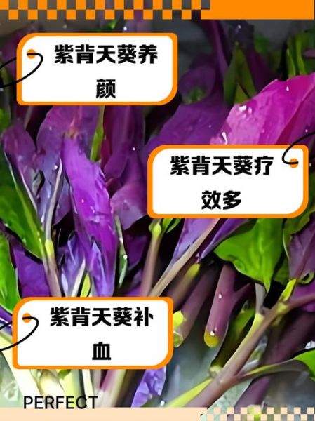 紫背天葵晒干后有什么功效_紫背天葵干品怎么泡水喝-第3张图片-山城妙识 紫背天葵晒干后有什么功效_紫背天葵干品怎么泡水喝-第3张图片-山城妙识