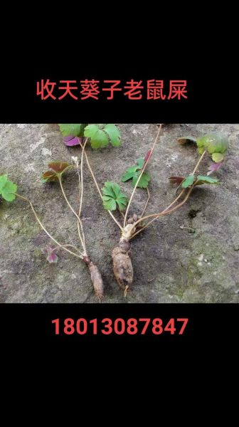 紫背天葵晒干后有什么功效_紫背天葵干品怎么泡水喝-第1张图片-山城妙识 紫背天葵晒干后有什么功效_紫背天葵干品怎么泡水喝-第1张图片-山城妙识