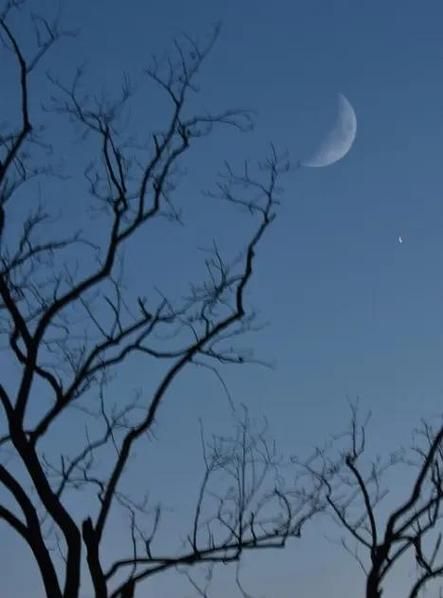 坐树不言是什么意思_坐树不言典故出处-第2张图片-山城妙识 坐树不言是什么意思_坐树不言典故出处-第2张图片-山城妙识