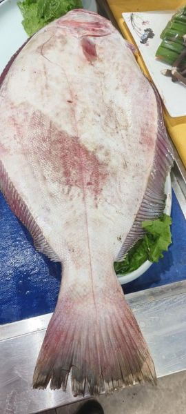 鸦片鱼一般多少斤_鸦片鱼一条几斤算正常-第1张图片-山城妙识