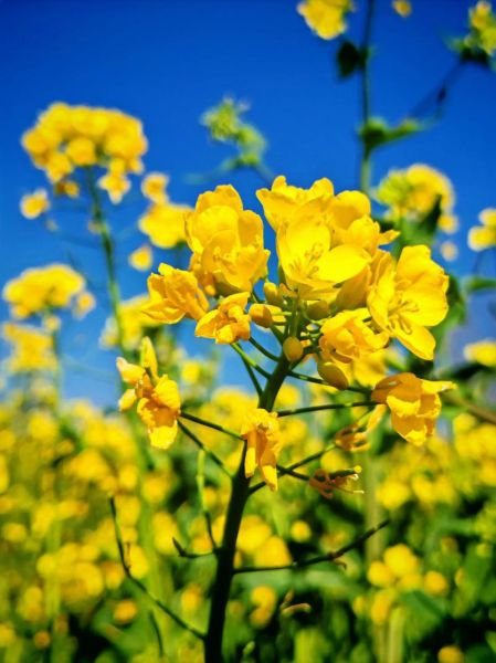 油菜花什么时候开_油菜花图片拍摄技巧-第1张图片-山城妙识