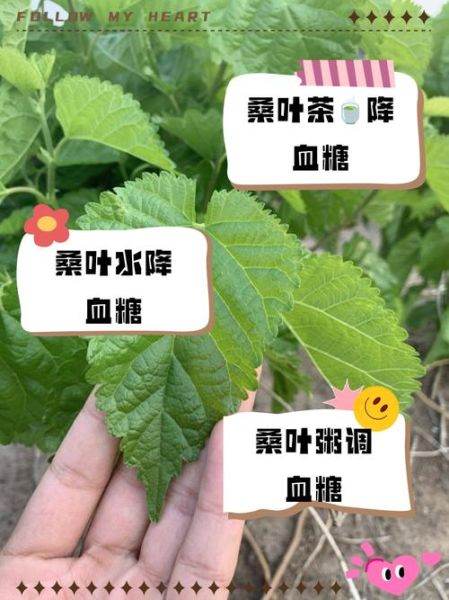 喝了一年桑叶茶糖尿病_血糖真的降了吗-第3张图片-山城妙识 喝了一年桑叶茶糖尿病_血糖真的降了吗-第3张图片-山城妙识