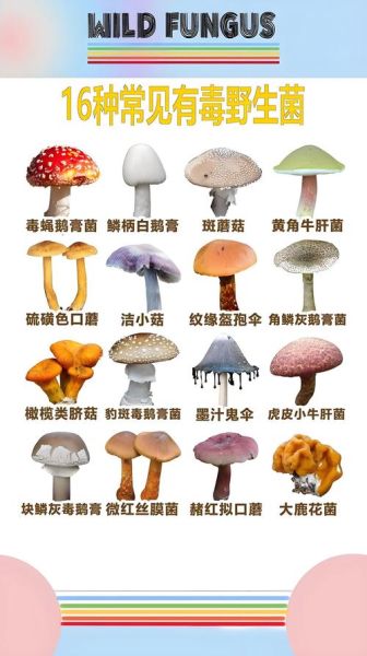 蘑菇图片有毒吗_如何辨别毒蘑菇-第1张图片-山城妙识 蘑菇图片有毒吗_如何辨别毒蘑菇-第1张图片-山城妙识