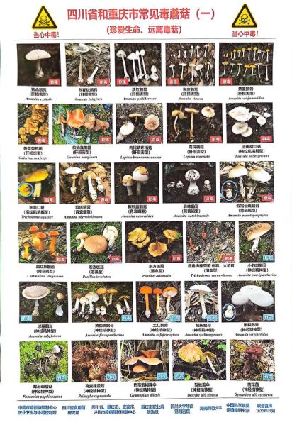 蘑菇图片有毒吗_如何辨别毒蘑菇-第3张图片-山城妙识 蘑菇图片有毒吗_如何辨别毒蘑菇-第3张图片-山城妙识