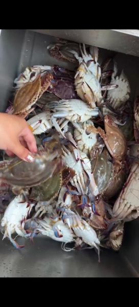 梭子蟹死了能放多久_死了的梭子蟹还能吃吗-第3张图片-山城妙识 梭子蟹死了能放多久_死了的梭子蟹还能吃吗-第3张图片-山城妙识