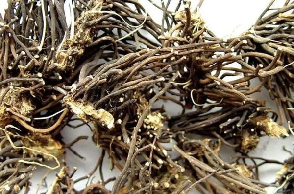 威灵仙软化鱼刺要多久_威灵仙怎么用-第1张图片-山城妙识 威灵仙软化鱼刺要多久_威灵仙怎么用-第1张图片-山城妙识