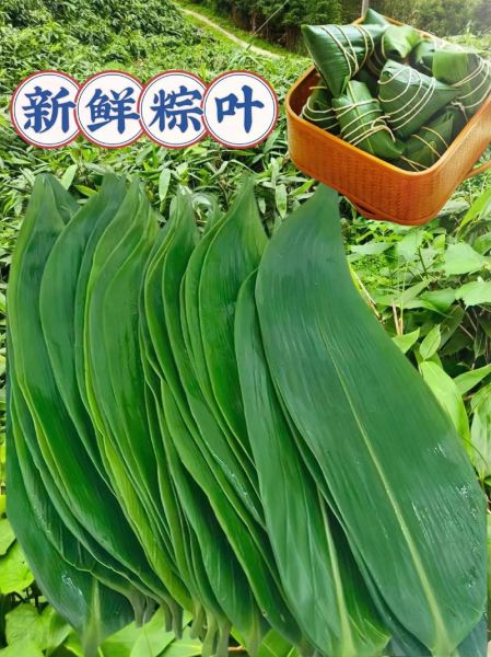 粽子用什么叶最香_粽子叶子哪种最香-第1张图片-山城妙识