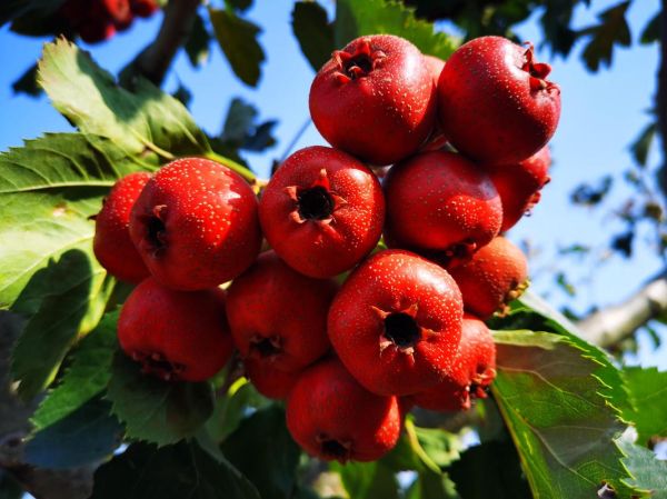 山楂图片怎么拍好看_山楂图片拍摄技巧-第2张图片-山城妙识 山楂图片怎么拍好看_山楂图片拍摄技巧-第2张图片-山城妙识