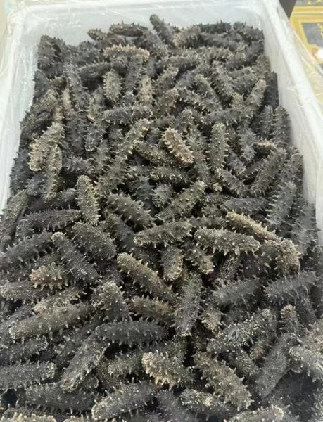 干海参放了六七年了还能吃吗_过期干海参食用安全-第1张图片-山城妙识 干海参放了六七年了还能吃吗_过期干海参食用安全-第1张图片-山城妙识