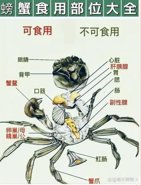 螃蟹怎么吃_螃蟹怎么吃图解-第2张图片-山城妙识