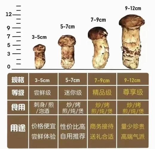 松茸价格多少钱一斤_为什么那么贵-第2张图片-山城妙识