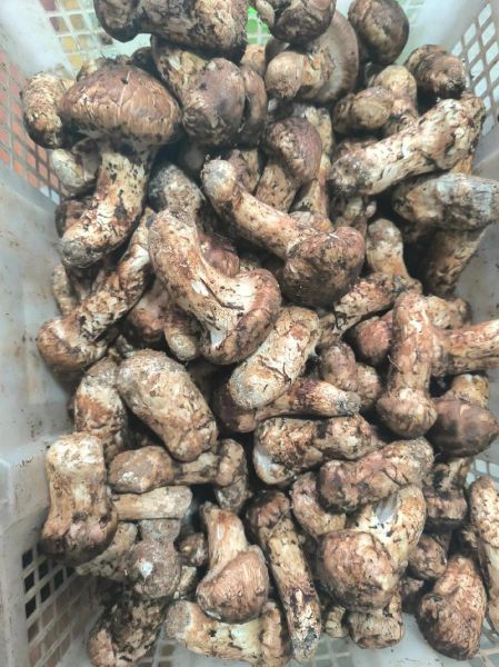 松茸价格多少钱一斤_为什么那么贵-第3张图片-山城妙识