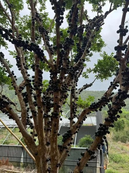 嘉宝果多少钱一斤_嘉宝果价格为什么这么贵-第1张图片-山城妙识 嘉宝果多少钱一斤_嘉宝果价格为什么这么贵-第1张图片-山城妙识