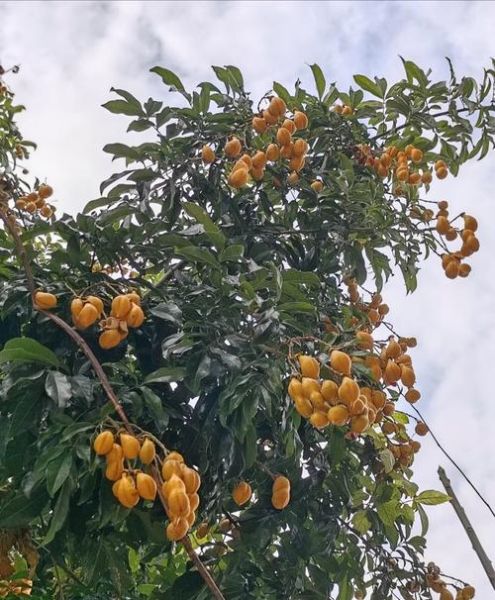 海南红豆树怎么种_海南红豆树几年结果-第1张图片-山城妙识