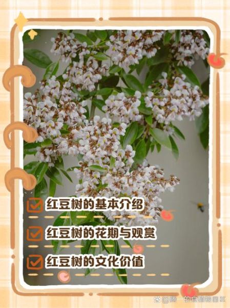 海南红豆树怎么种_海南红豆树几年结果-第3张图片-山城妙识