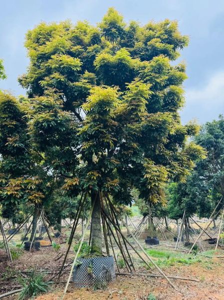 海南红豆树怎么种_海南红豆树几年结果-第2张图片-山城妙识