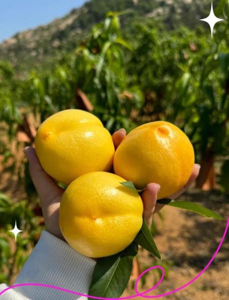 油桃什么人不能吃_油桃禁忌人群有哪些-第2张图片-山城妙识