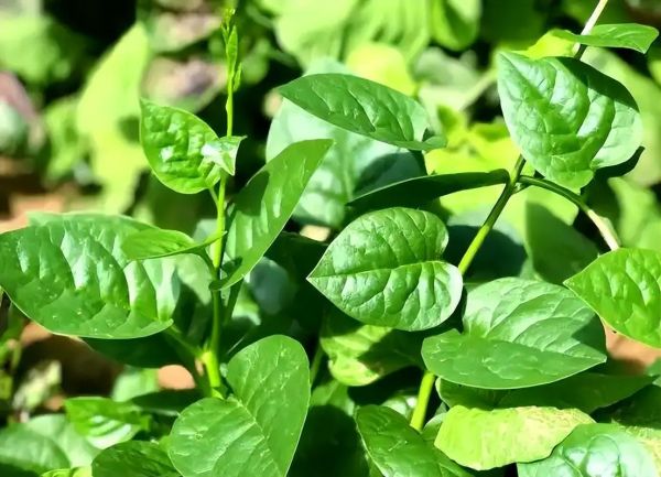 木耳菜又叫什么菜_木耳菜和落葵是同一种吗-第2张图片-山城妙识 木耳菜又叫什么菜_木耳菜和落葵是同一种吗-第2张图片-山城妙识