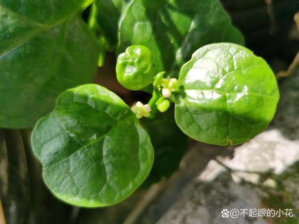 木耳菜又叫什么菜_木耳菜和落葵是同一种吗-第3张图片-山城妙识 木耳菜又叫什么菜_木耳菜和落葵是同一种吗-第3张图片-山城妙识