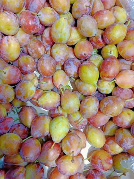 西梅什么时候成熟上市_西梅几月份吃最好-第2张图片-山城妙识 西梅什么时候成熟上市_西梅几月份吃最好-第2张图片-山城妙识