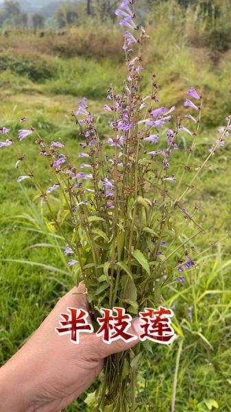 半枝莲图片长什么样_半枝莲的功效与作用有哪些-第2张图片-山城妙识