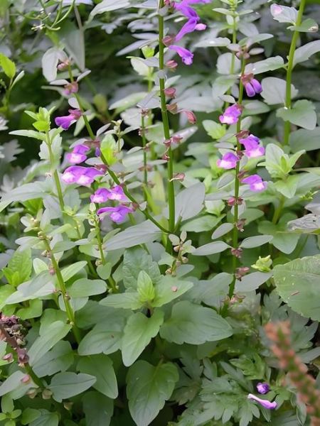 半枝莲图片长什么样_半枝莲的功效与作用有哪些-第1张图片-山城妙识