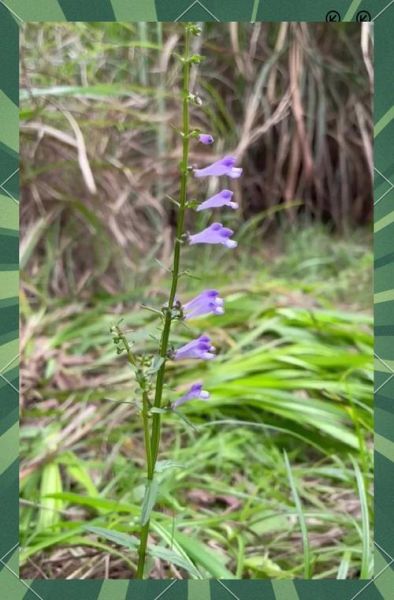 半枝莲图片长什么样_半枝莲的功效与作用有哪些-第3张图片-山城妙识
