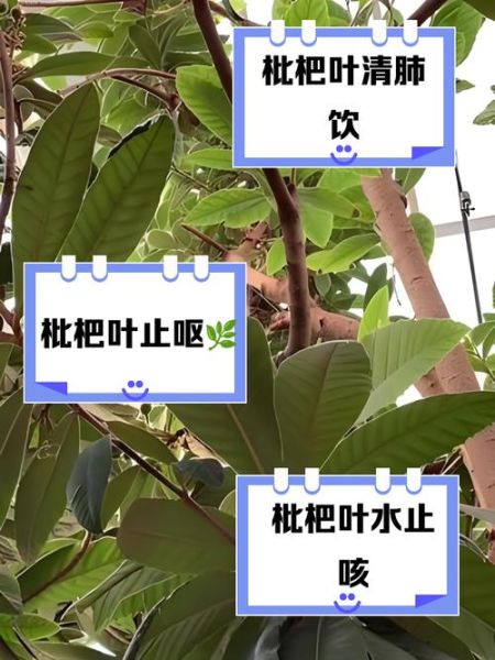 新鲜枇杷叶怎么煮水_枇杷叶煮水止咳做法-第1张图片-山城妙识