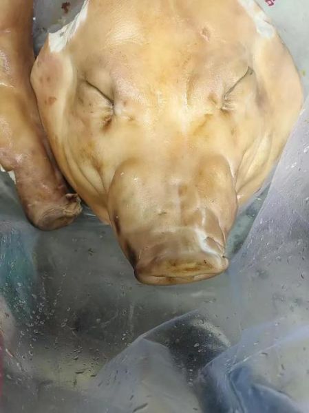 猪头肉怎么煮好吃_猪头肉去腥增香技巧-第1张图片-山城妙识