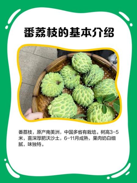 番荔枝的功效与作用_番荔枝的害处有哪些-第2张图片-山城妙识 番荔枝的功效与作用_番荔枝的害处有哪些-第2张图片-山城妙识