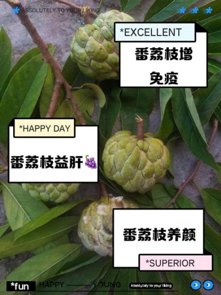 番荔枝的功效与作用_番荔枝的害处有哪些-第1张图片-山城妙识 番荔枝的功效与作用_番荔枝的害处有哪些-第1张图片-山城妙识