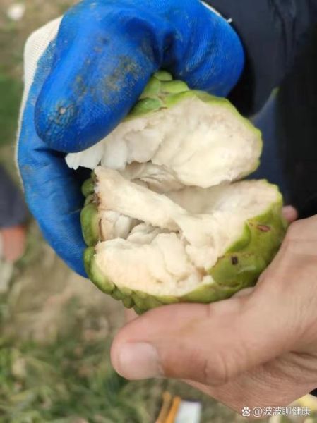 番荔枝的功效与作用_番荔枝的害处有哪些-第3张图片-山城妙识 番荔枝的功效与作用_番荔枝的害处有哪些-第3张图片-山城妙识