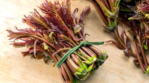 香椿含有致癌物已确定_还能不能吃-第2张图片-山城妙识 香椿含有致癌物已确定_还能不能吃-第2张图片-山城妙识