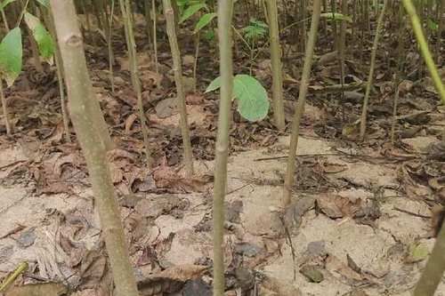 核桃树苗怎么选_核桃树苗价格多少钱一棵-第1张图片-山城妙识 核桃树苗怎么选_核桃树苗价格多少钱一棵-第1张图片-山城妙识