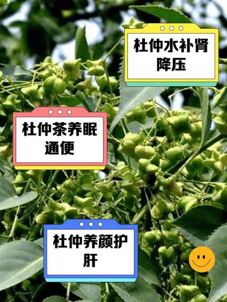 杜仲泡酒配方大全_杜仲泡酒用什么酒最好-第2张图片-山城妙识