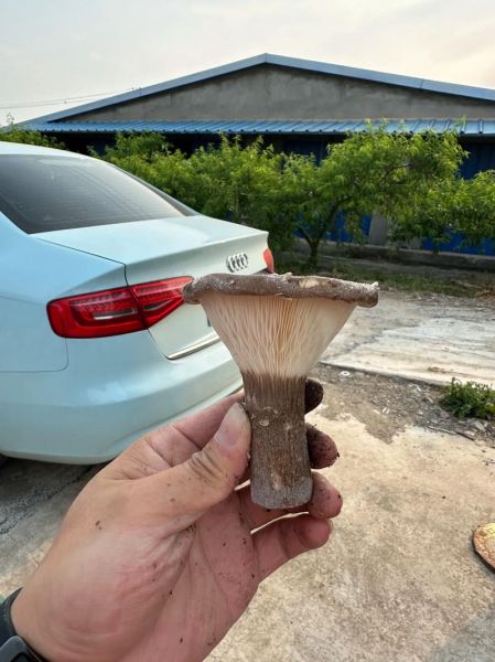 猪肚菌图片_如何辨别真假猪肚菌-第3张图片-山城妙识 猪肚菌图片_如何辨别真假猪肚菌-第3张图片-山城妙识