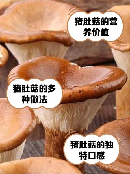 猪肚菌图片_如何辨别真假猪肚菌-第1张图片-山城妙识 猪肚菌图片_如何辨别真假猪肚菌-第1张图片-山城妙识