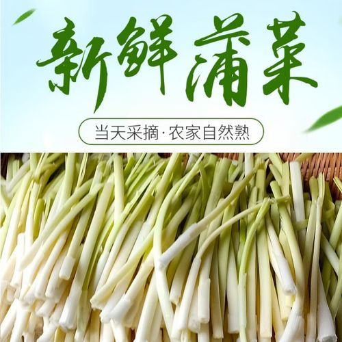 蒲笋怎么种_蒲笋生长周期多久-第3张图片-山城妙识