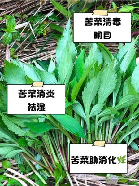 苦菜的功效与作用_苦菜怎么吃最养生-第1张图片-山城妙识 苦菜的功效与作用_苦菜怎么吃最养生-第1张图片-山城妙识