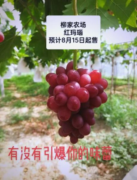 红葡萄的功效与作用_红葡萄一天吃多少粒最好-第3张图片-山城妙识