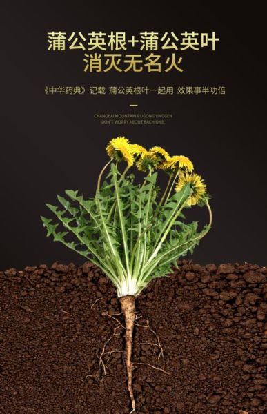 蒲公英根茶的功效与作用_蒲公英根茶怎么喝-第3张图片-山城妙识